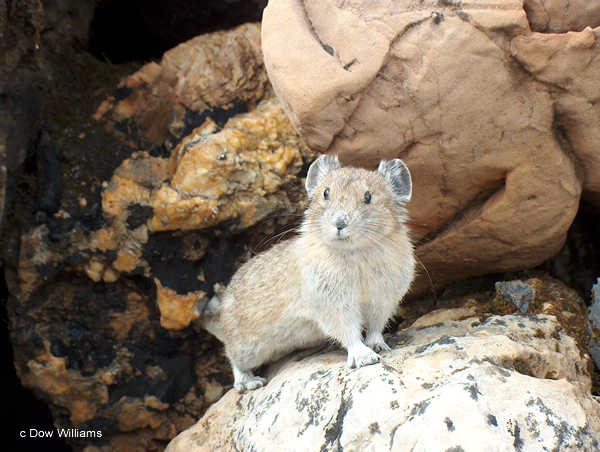 American pika seen headed toward extinction